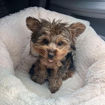 Galveston, TX - Yorkie, Yorkshire Terrier. Meet Isla a Pet for Adoption ...