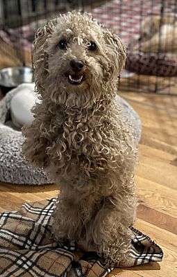 Windsor, CO - Poodle (Standard). Meet Special a Pet for Adoption ...