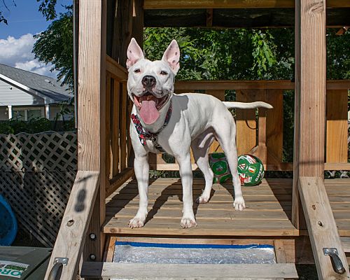 San Antonio, TX - Dogo Argentino/American Staffordshire Terrier. Meet ...