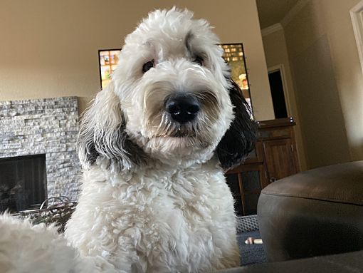 Sunnyvale, TX - Sheepadoodle. Meet Cookie a Pet for Adoption ...