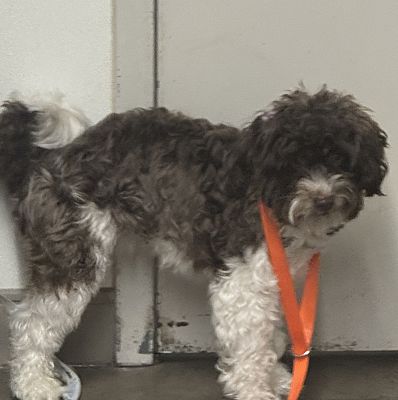 Tucson, AZ - Poodle (Toy or Tea Cup). Meet Banks a Pet for Adoption ...