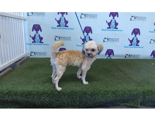 Orlando, FL - Maltese/Poodle (Miniature). Meet CINAMON a Pet for ...