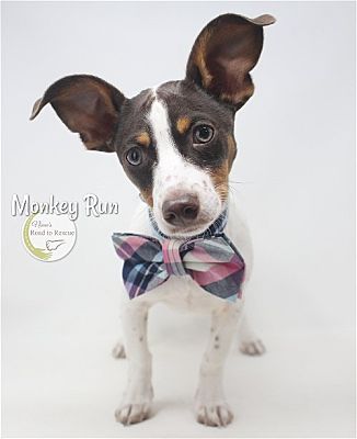 Benton, LA - Rat Terrier. Meet Monkey Run a Pet for Adoption ...