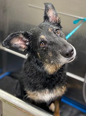 Anchorage, AK - German Shepherd Dog. Meet Hazel a Pet for Adoption ...