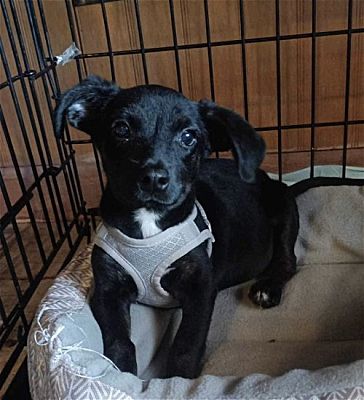 Austin, TX - Terrier (Unknown Type, Medium). Meet Marnie a Pet for ...