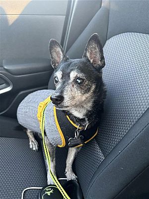 St. Cloud, MN - Miniature Pinscher. Meet Puma a Pet for Adoption ...