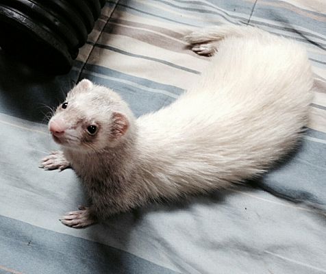 Fawn Grove, PA - Ferret. Meet Sugar a Pet for Adoption - AdoptaPet.com