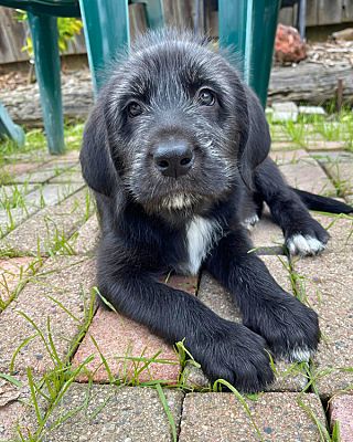 Novato, CA - Labradoodle/Great Pyrenees. Meet Meadow a Pet for Adoption ...