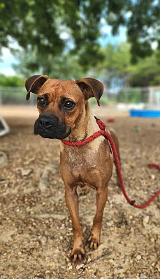 Guntersville, AL - Boxer. Meet Margaret a Pet for Adoption - AdoptaPet.com
