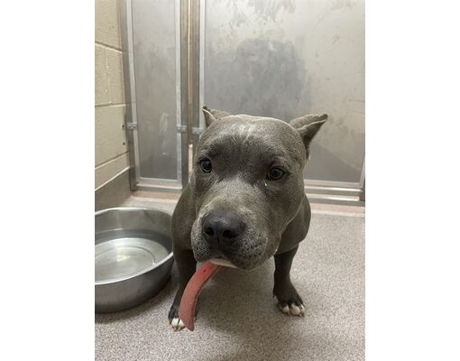 Shelby, NC - American Pit Bull Terrier. Meet HIPPO a Pet for Adoption ...