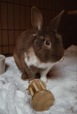 Key West, FL - Other/Unknown. Meet Bixby a Pet for Adoption - AdoptaPet.com