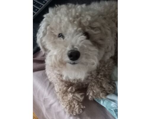 Leavenworth, KS - Poodle (Miniature). Meet Flora a Pet for Adoption ...