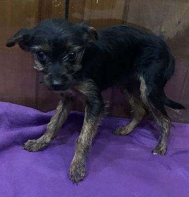 Mishawaka, IN - Yorkie, Yorkshire Terrier/Rat Terrier. Meet Yorkie Yes ...