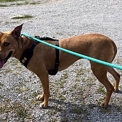 Angels of Assisi in Roanoke, VA - AdoptaPet.com