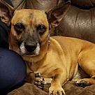 Corgi Puppies - Corgi Rescue and Adoption Near You