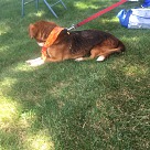 Corgi Puppies - Corgi Rescue and Adoption Near You