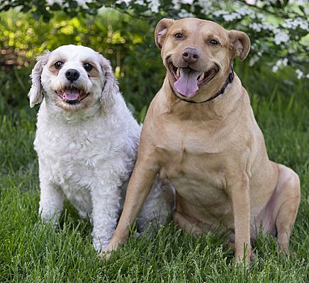 Chicago, IL - Cocker Spaniel/Labrador Retriever. Meet Letty and Charlie ...