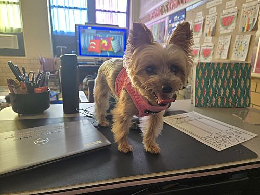 Detroit, MI - Yorkie, Yorkshire Terrier. Meet Roxie a Pet for Adoption ...