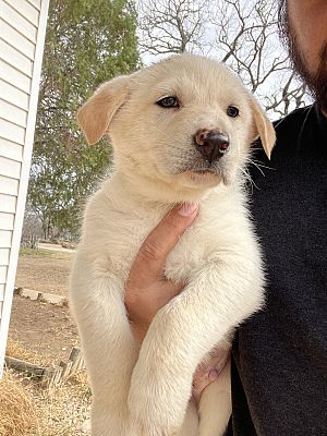New York, NY - Labrador Retriever. Meet Gunner a Pet for Adoption ...