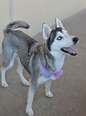 McKinney, TX - Husky. Meet Violet a Pet for Adoption - AdoptaPet.com