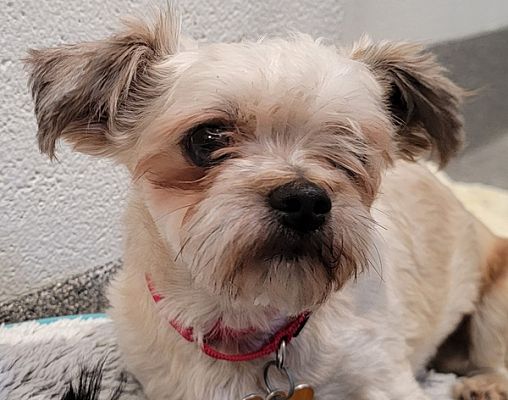 Silverdale, WA - Yorkie, Yorkshire Terrier/Lhasa Apso. Meet Jackson a ...