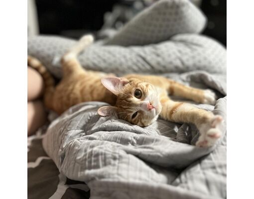 Simi Valley, CA - Domestic Shorthair. Meet Sugar a Pet for Adoption ...