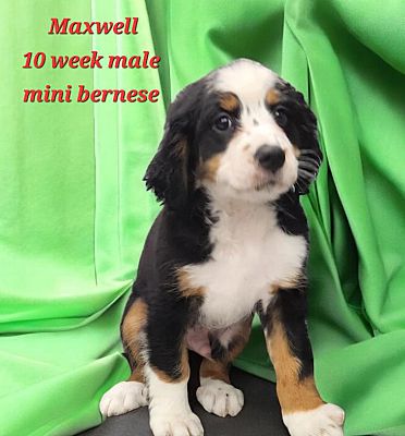 Marengo, IL - Bernese Mountain Dog/Cavalier King Charles Spaniel. Meet ...