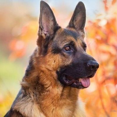 Flintstone, MD - German Shepherd Dog. Meet Benz a Pet for Adoption ...