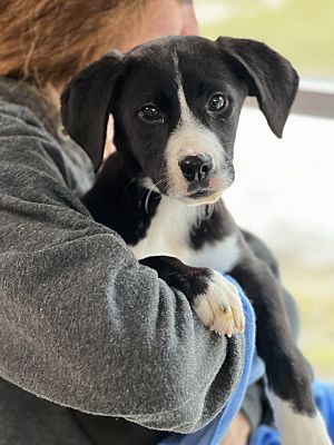 Sparta, NJ - Beagle/Labrador Retriever. Meet Killian a Pet for Adoption ...