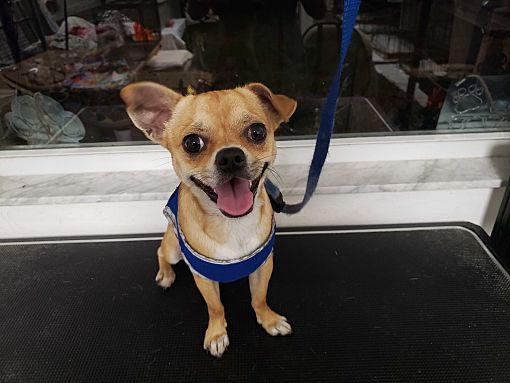 Tampa, FL - Chihuahua/Pug. Meet PEE WEE a Pet for Adoption - AdoptaPet.com