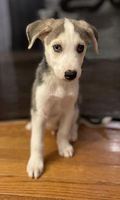 Springfield, VA - Husky/Treeing Walker Coonhound. Meet Casper a Pet for ...