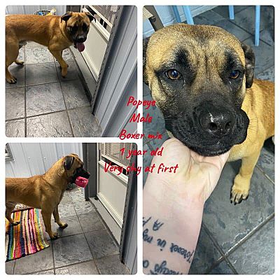 Niagara Falls, ON - Boxer/Shepherd (Unknown Type). Meet Popeye a Pet ...