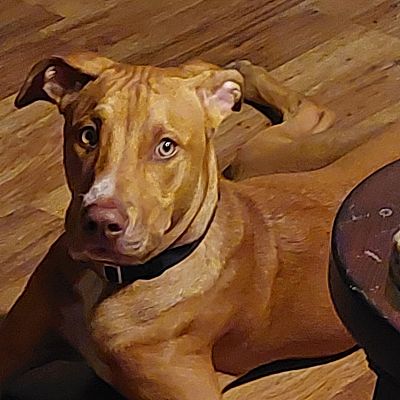 Orange Park, FL - Rhodesian Ridgeback/American Pit Bull Terrier. Meet ...