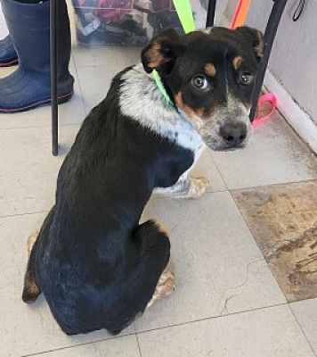 Kingman, AZ - Australian Cattle Dog. Meet Gem* a Pet for Adoption ...