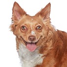 Corgi Puppies - Corgi Rescue and Adoption Near You