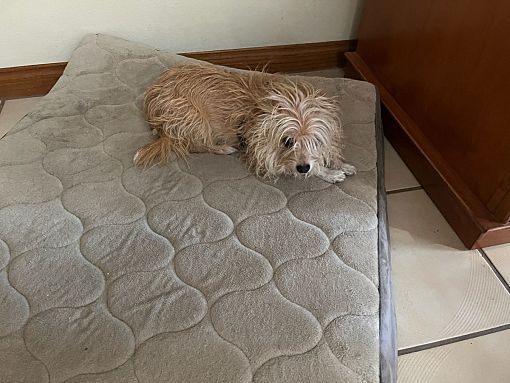 Placentia, CA - Lhasa Apso/Maltese. Meet Boris a Pet for Adoption ...