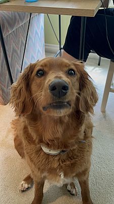 Fenton, MI - Goldendoodle/Cavalier King Charles Spaniel. Meet Copper a ...