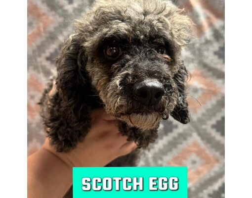 Mission, KS - Poodle (Miniature). Meet Scotch Egg a Pet for Adoption ...