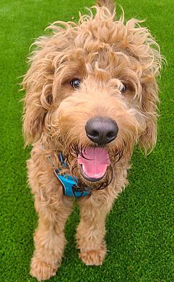 Charlotte, NC - Labradoodle. Meet Oliver Robert a Pet for Adoption ...
