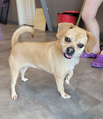 Lisbon, OH - Puggle. Meet Lottie a Pet for Adoption - AdoptaPet.com
