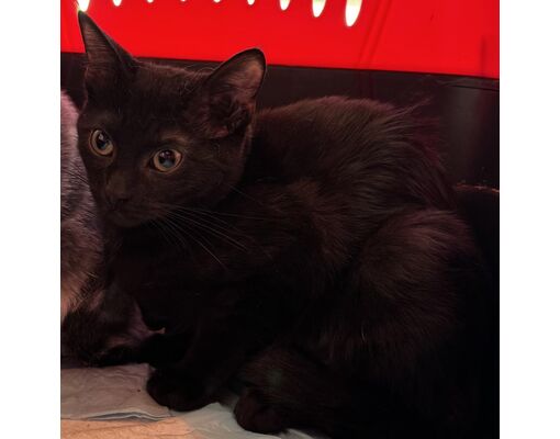 Simi Valley, CA - Domestic Shorthair. Meet Toodles a Pet for Adoption ...