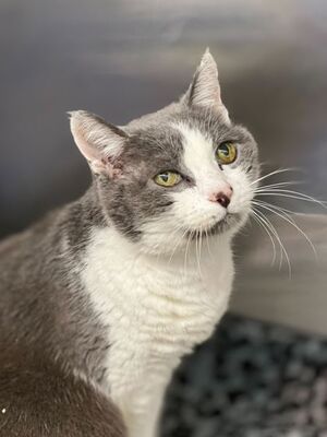 Knoxville, TN - Domestic Mediumhair/Domestic Shorthair. Meet Friskay a ...