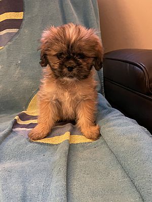 Hainesville, IL - Lhasa Apso/Poodle (Miniature). Meet ADOPTION ...