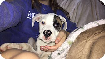 knoxville, TN - Boxer. Meet Felix a Pet for Adoption.