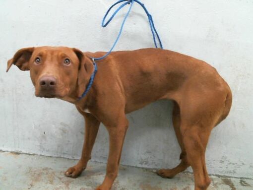 Houston, TX - Vizsla. Meet KAIYETI a Pet for Adoption - AdoptaPet.com