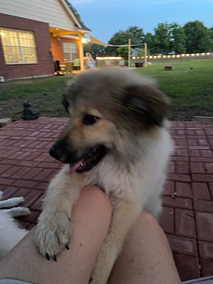 Stafford, TX - Collie/Husky. Meet CiCi a Pet for Adoption - AdoptaPet.com