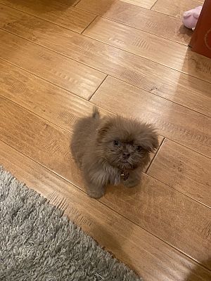 Simi Valley, CA - Shih Tzu. Meet Stella a Pet for Adoption - AdoptaPet.com