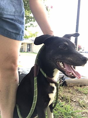 Arlington, TX - Labrador Retriever/Whippet. Meet Tilly a Pet for ...