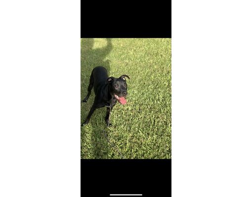 Baton Rouge, LA - American Pit Bull Terrier. Meet Draco* a Pet for ...