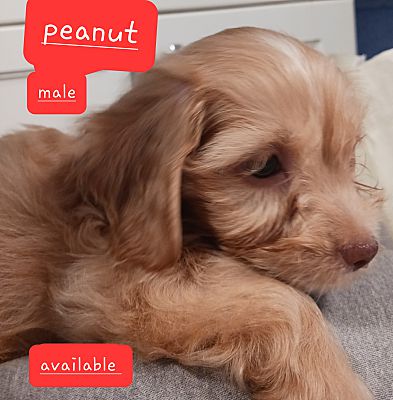 Los Angeles, CA - Cockapoo/Chihuahua. Meet Peanut a Pet for Adoption ...